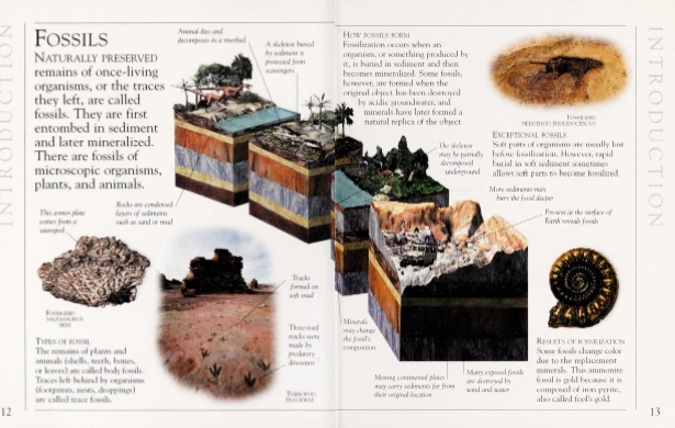 Pholidocercus | Dinopedia | Fandom