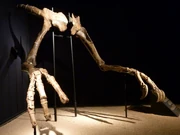 Deinocheirus | Dinopedia | Fandom