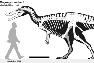 buitreraptor skeleton