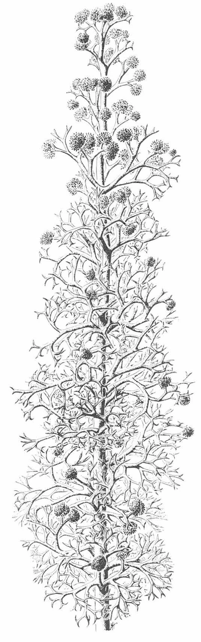 Pertica | Dinopedia | Fandom