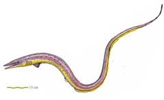 Thrinacoselache | Dinopedia | Fandom