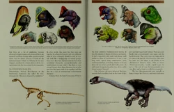 conchoraptor facts