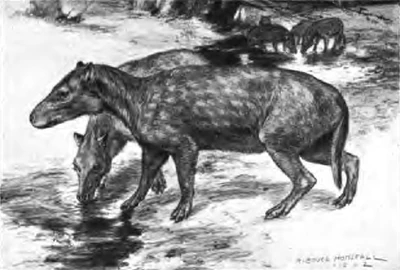 Bothriodon | Dinopedia | Fandom