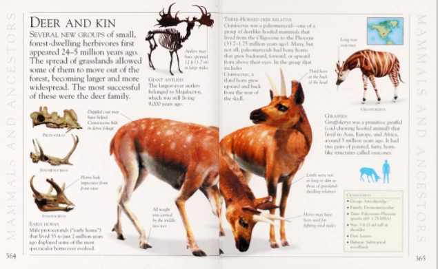 Protoceras | Dinopedia | Fandom