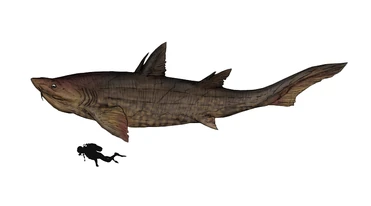 Ptychodus | Dinopedia | Fandom