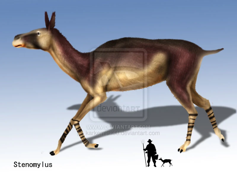 Stenomylus | Dinopedia | Fandom