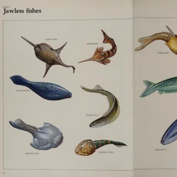 Jawless Fish Drawing