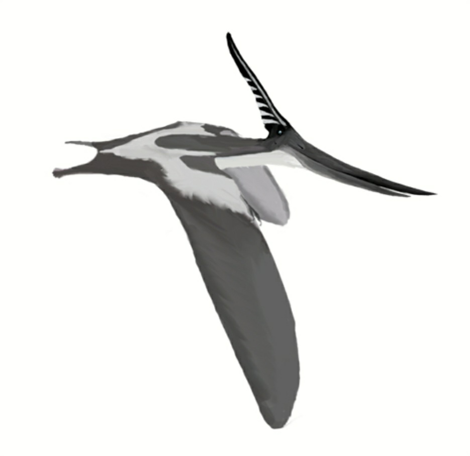 Pteranodon Dinopedia Fandom