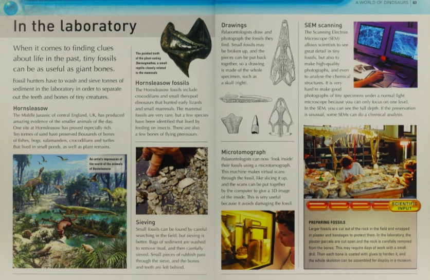 Stereognathus | Dinopedia | Fandom