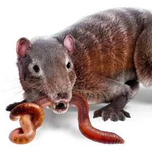 Discuss Everything About Dinopedia | Fandom