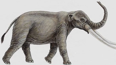 Discuss Everything About Dinopedia | Fandom