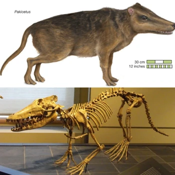 Pakicetus | Dinopedia | Fandom