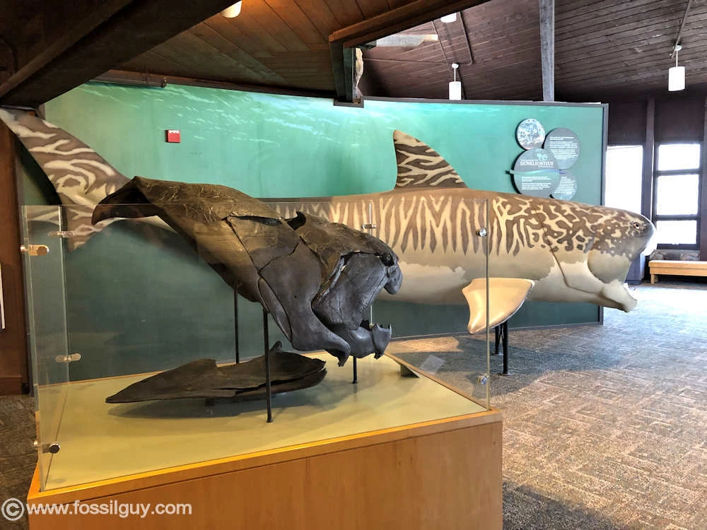 Dunkleosteus | Dinopedia | Fandom