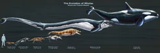 Pakicetus | Dinopedia | Fandom