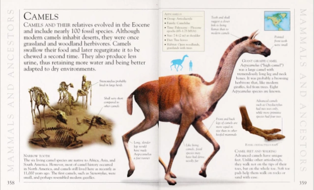 Stenomylus | Dinopedia | Fandom