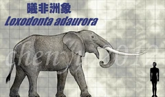 Loxodonta adaurora | Dinopedia | Fandom