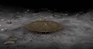 Choia | Dinopedia | Fandom