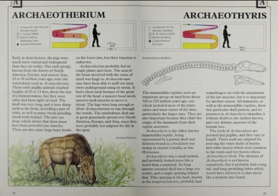 Archaeothyris | Dinopedia | Fandom