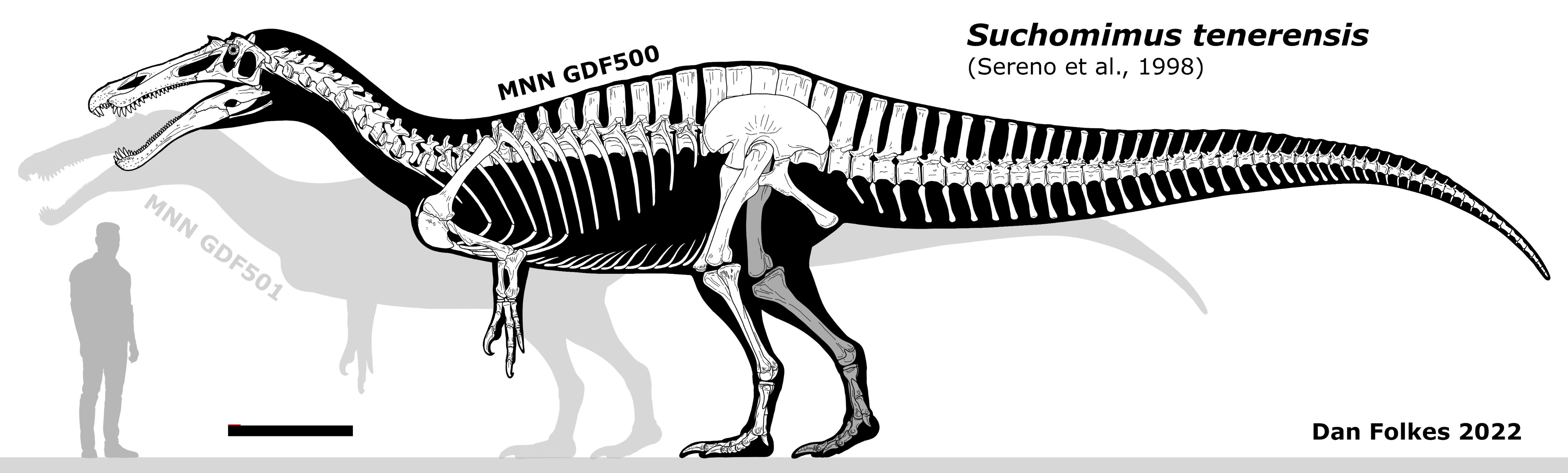 Suchomimus Skeleton