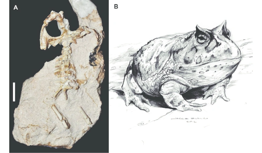 Baurubatrachus | Dinopedia | Fandom