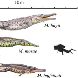 Discuss Everything About Dinopedia | Fandom