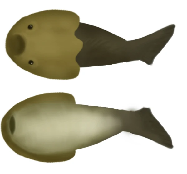 Polybranchiaspis | Dinopedia | Fandom