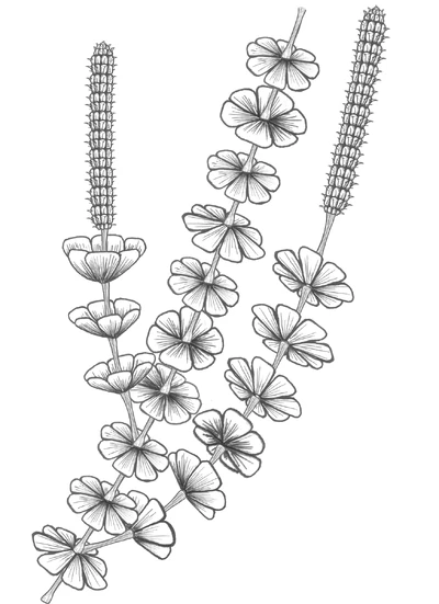 Sphenophyllum | Dinopedia | Fandom