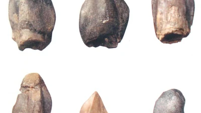 Discuss Everything About Dinopedia | Fandom