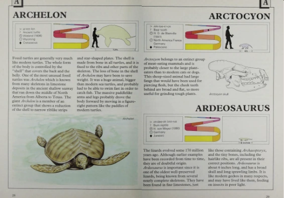 Arctocyon | Dinopedia | Fandom