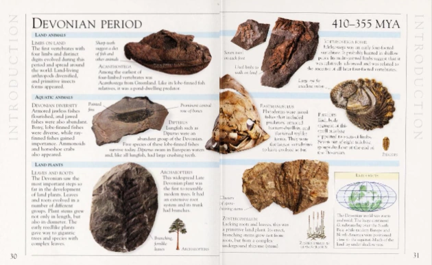 Zosterophyllum | Dinopedia | Fandom