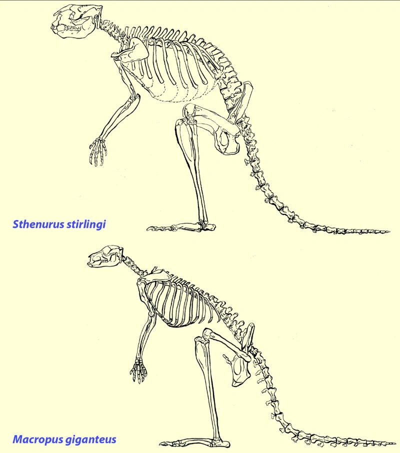 Sthenurus | Dinopedia | Fandom