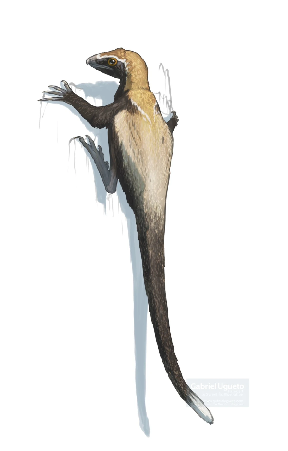 Venetoraptor | Dinopedia | Fandom
