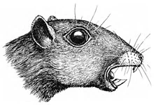 Discuss Everything About Dinopedia | Fandom