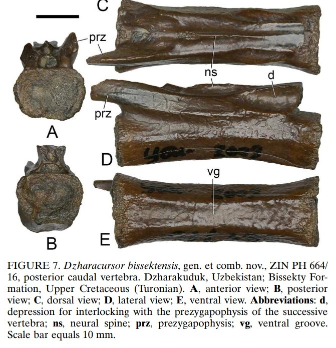 Dzharacursor | Dinopedia | Fandom
