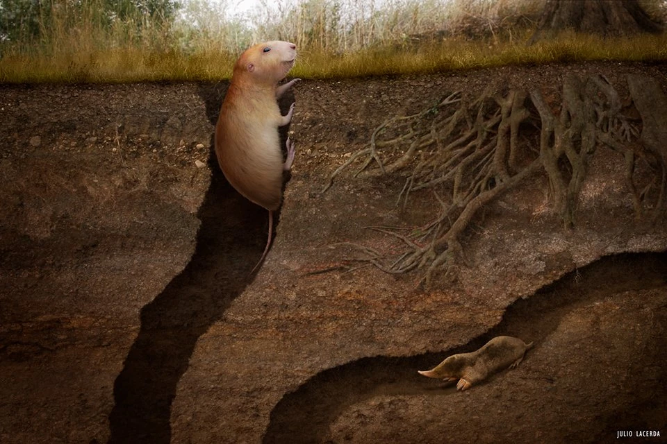 Patagonia | Dinopedia | Fandom