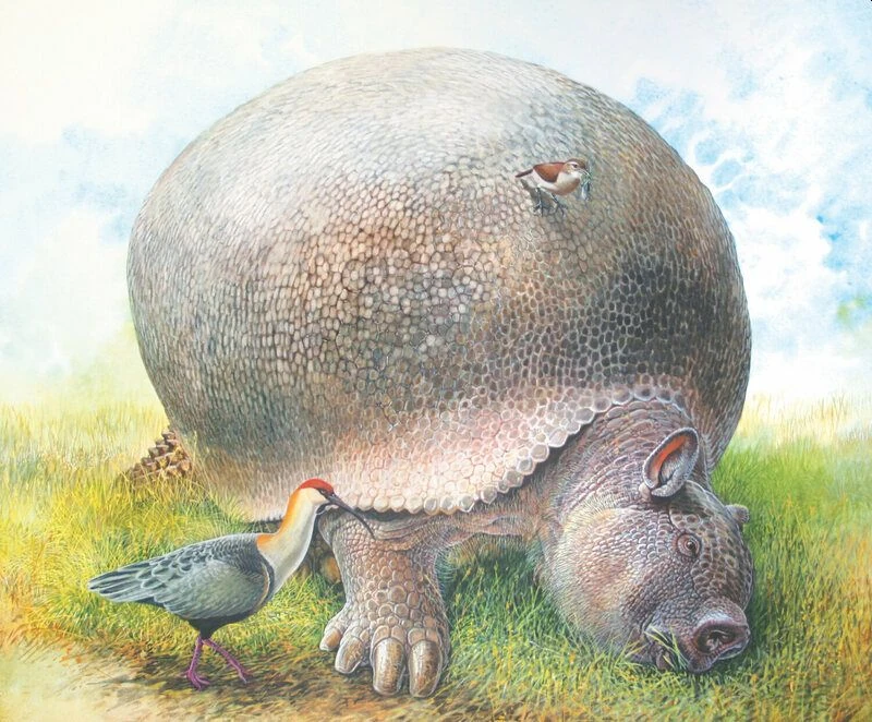 Glyptodontinae | Dinopedia | Fandom
