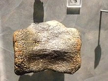 Hypsibema | Dinopedia | Fandom