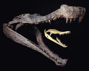 Sarcosuchus | Dinopedia | Fandom