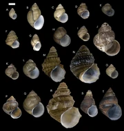 Campeloma | Dinopedia | Fandom