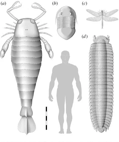 Eurypterida | Dinopedia | Fandom