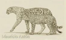 Giant cheetah | Dinopedia | Fandom