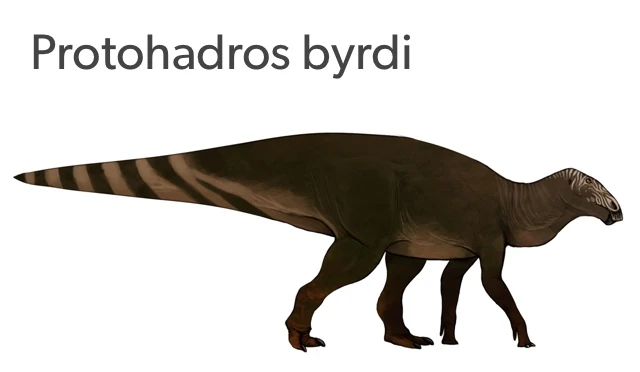 Protohadros | Dinopedia | Fandom