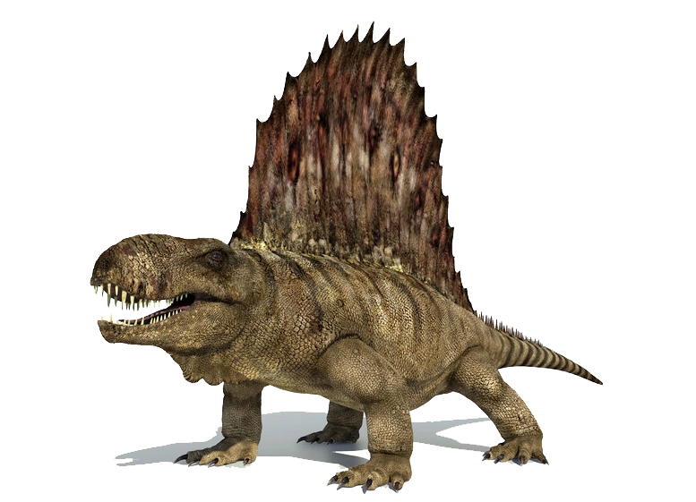 Dimetrodon | Dinopedia | Fandom