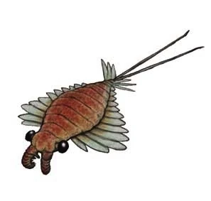 Amplectobelua | Dinopedia | Fandom