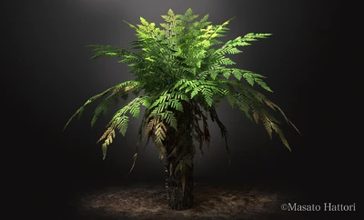 Coniopteris | Dinopedia | Fandom