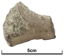 Anoplosaurus | Dinopedia | Fandom