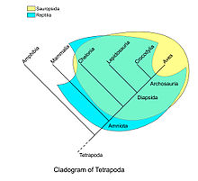 Sauropsida | Dinopedia | Fandom
