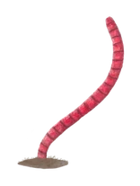 Rhodophyta | Dinopedia | Fandom