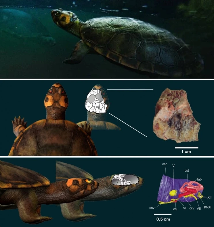 Amabilis | Dinopedia | Fandom