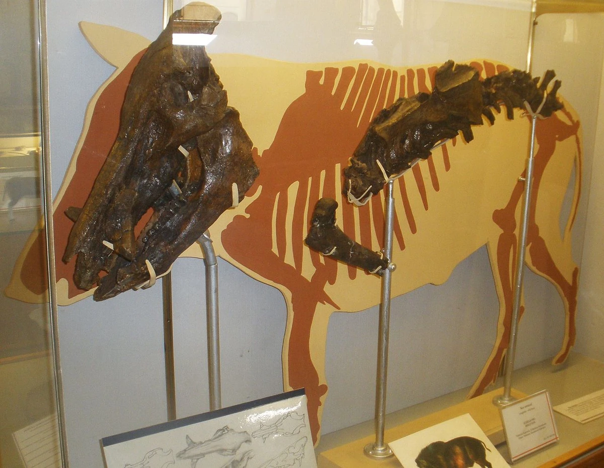 Sus strozzi | Dinopedia | Fandom